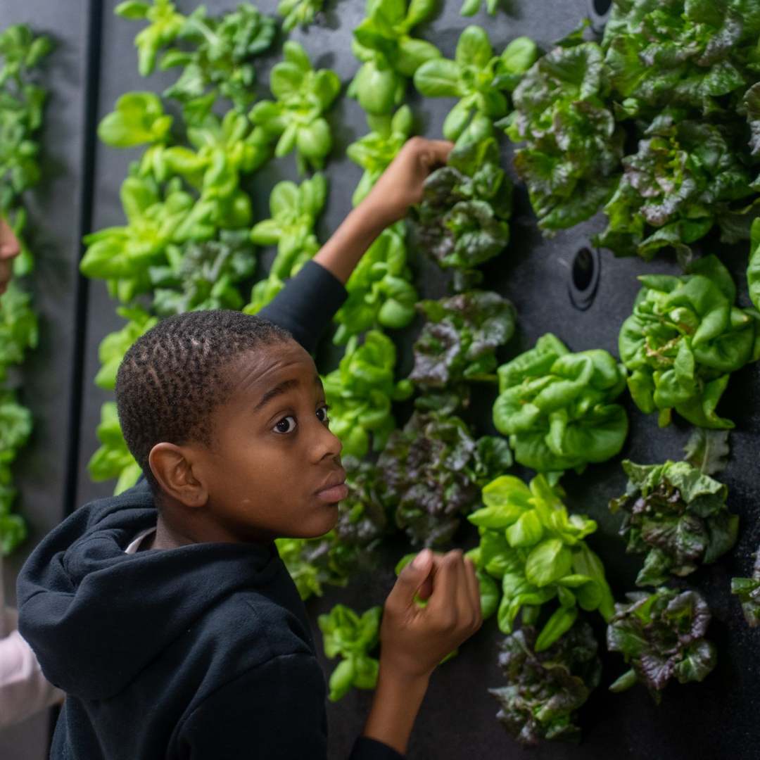 Indoor Farming Case Studies | Real Results | Just Vertical Commercial
